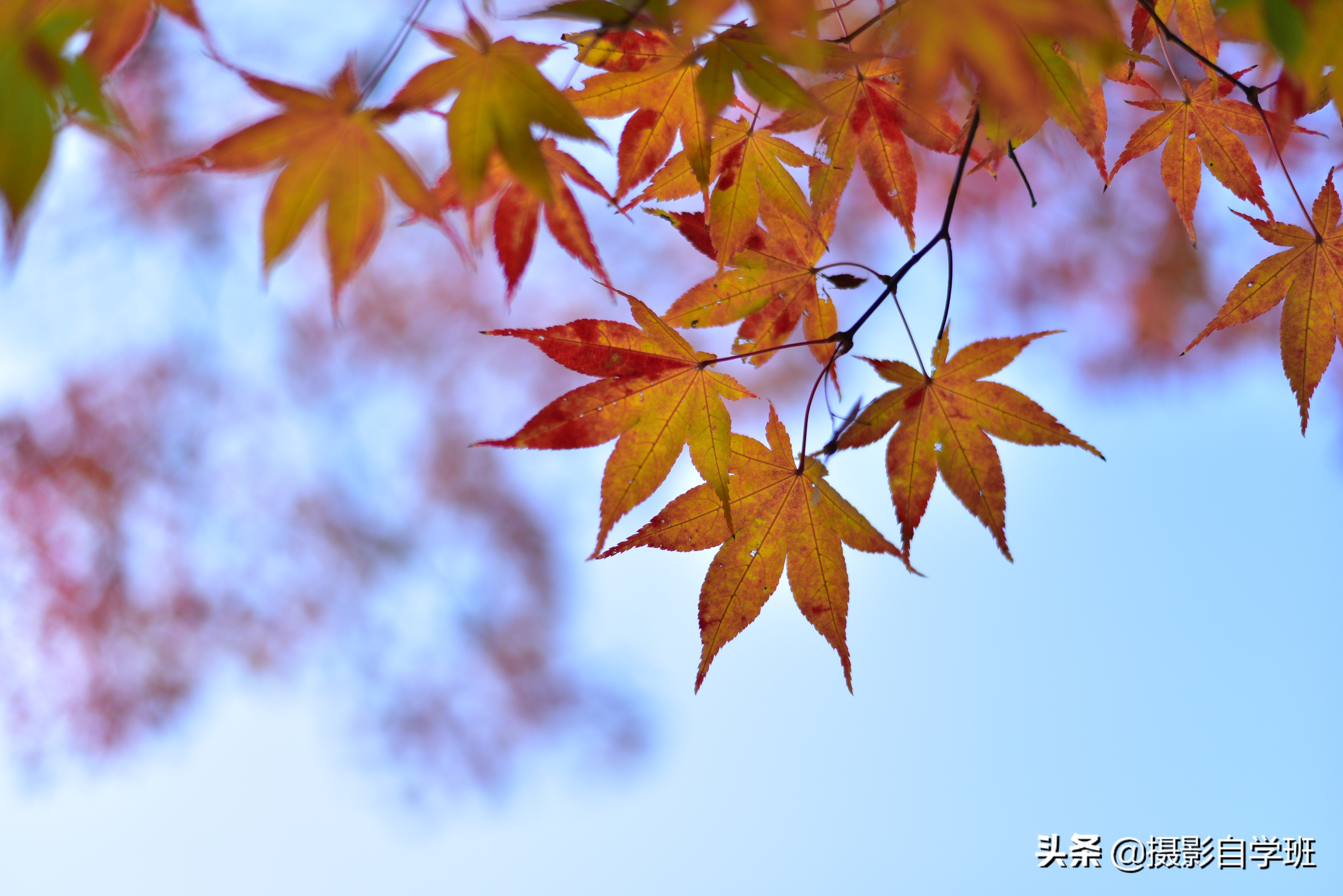 Can humble flowers and leaves look so beautiful?These 7 photography ...