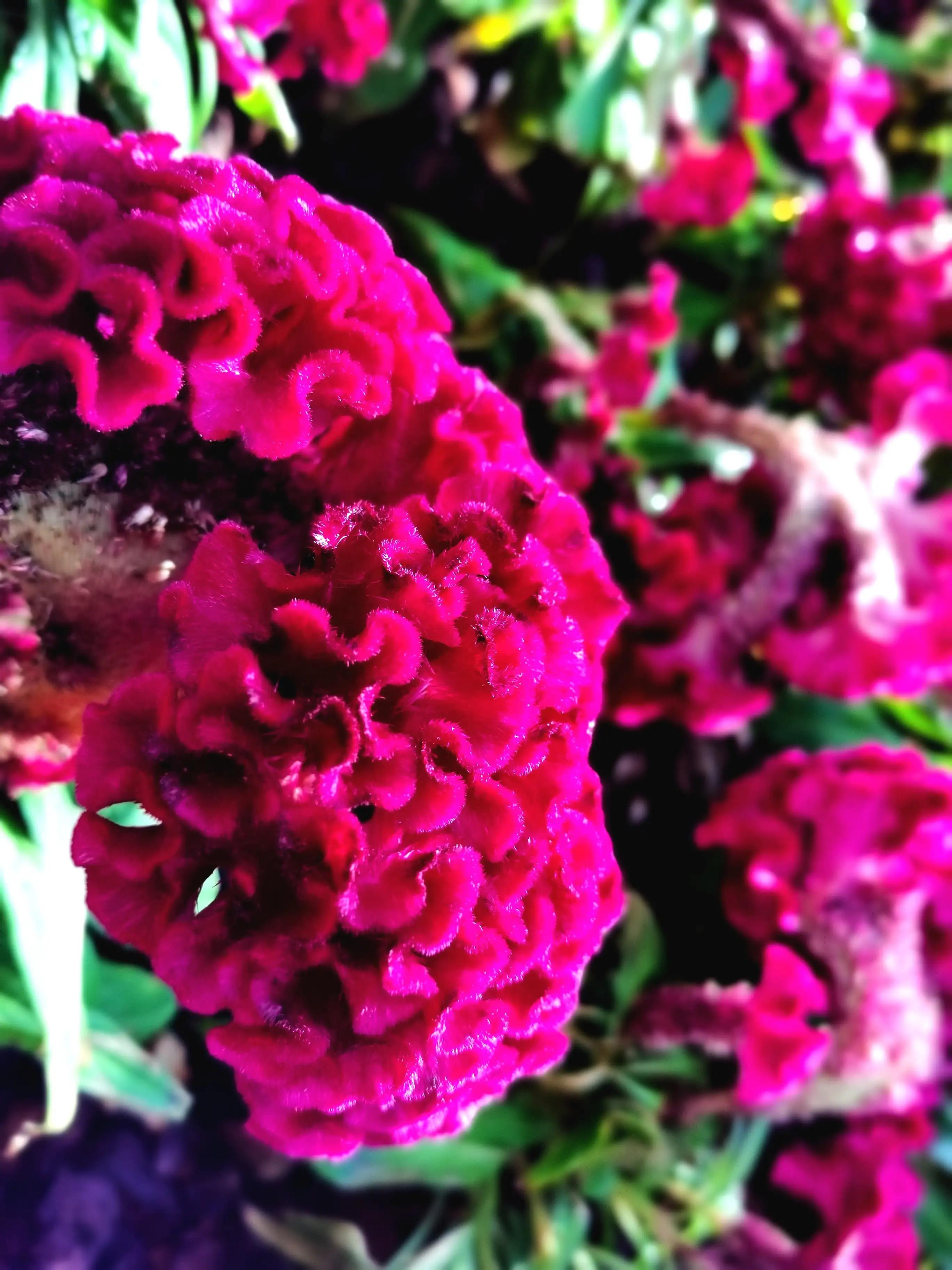 The cockscombs that can be viewed, edible and medicinal, are all ...