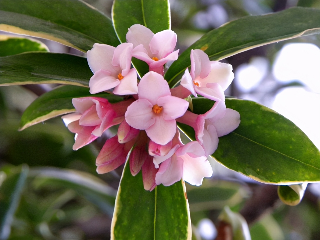 Ruixiang flowers are so fragrant, some people like it and others hate ...