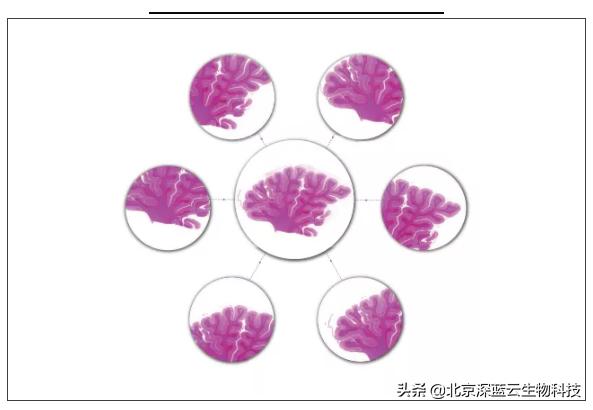 Echo Rebel microscope-making the impossible possible - iMedia