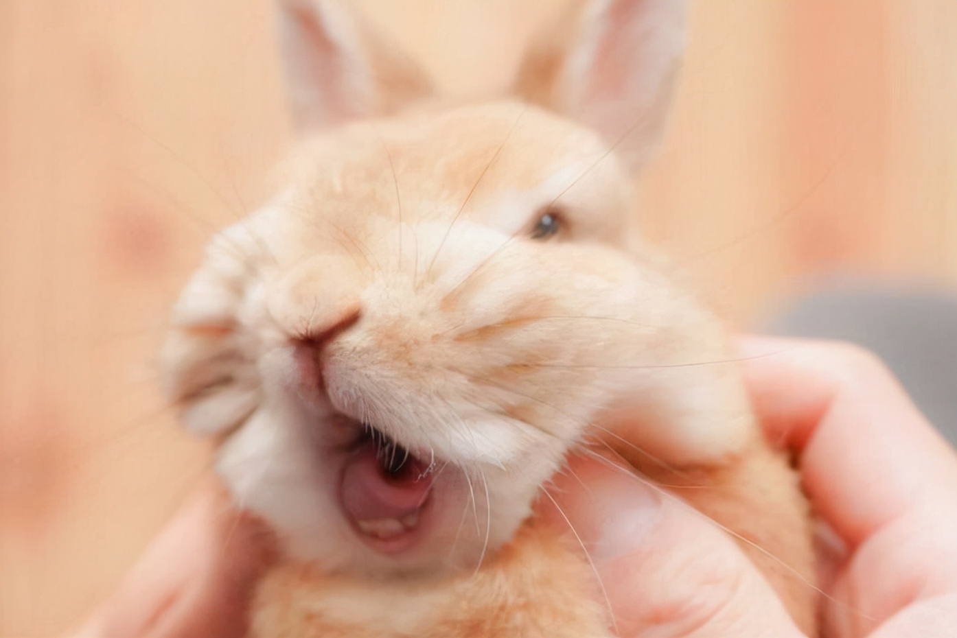 Rabbit knowledge: what to do if the rabbit mouth has ulcers - iMedia