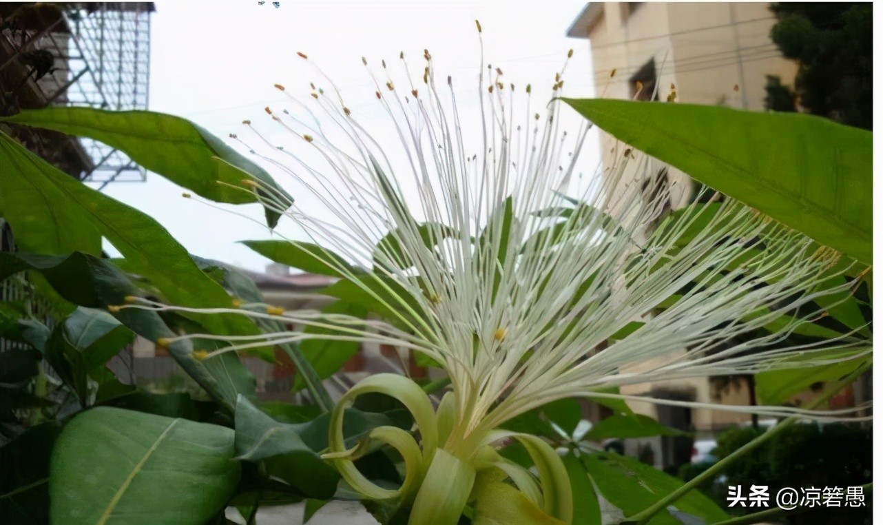 The fortune tree that has been raised for 10 years has "bloomed". If ...