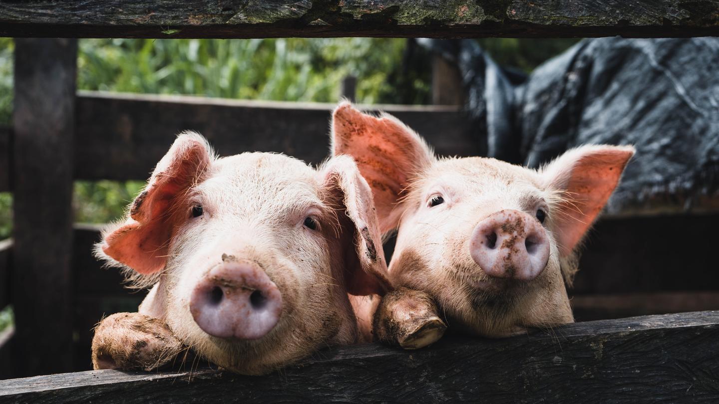 Pigs can save people!Pig kidneys were successfully transplanted into ...
