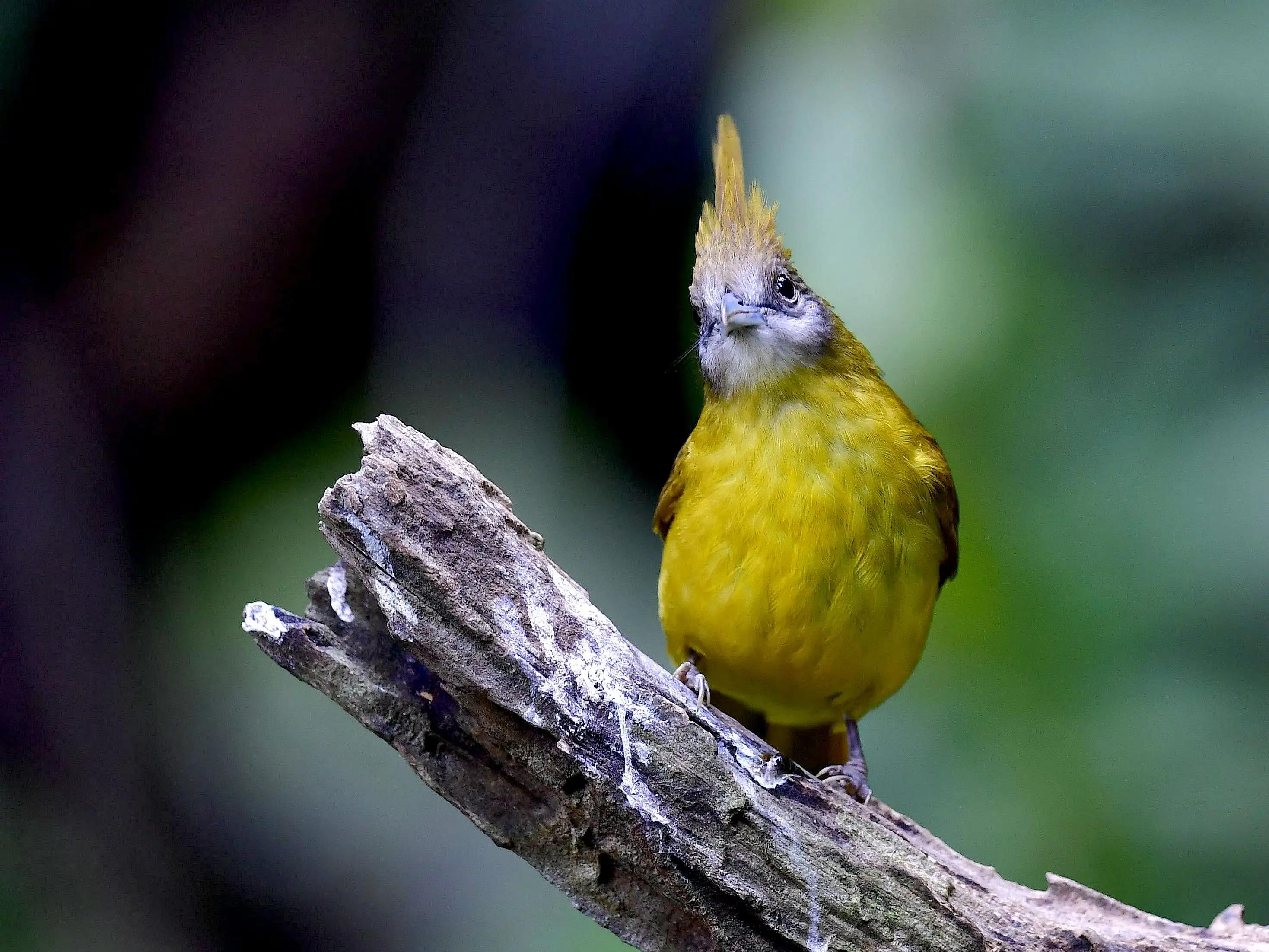 Yellow-bellied Bulbul 0905 - iMedia