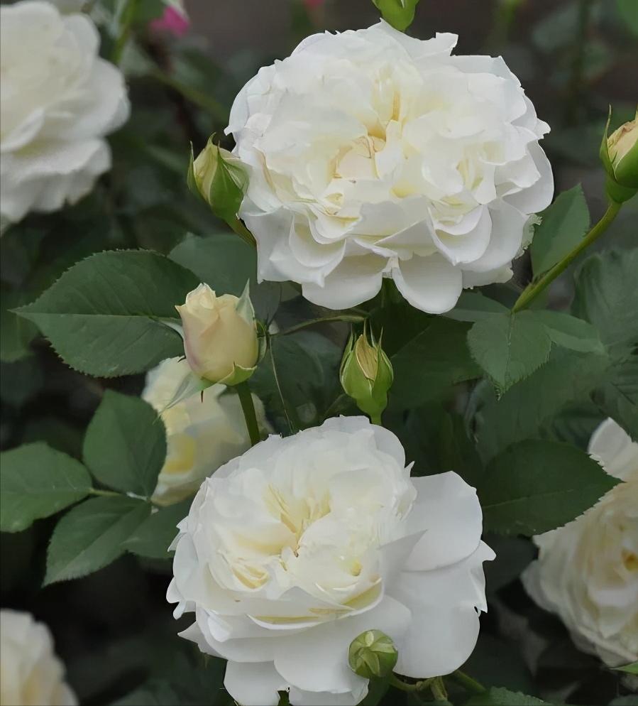 Seven classifications of rose varieties - iMedia