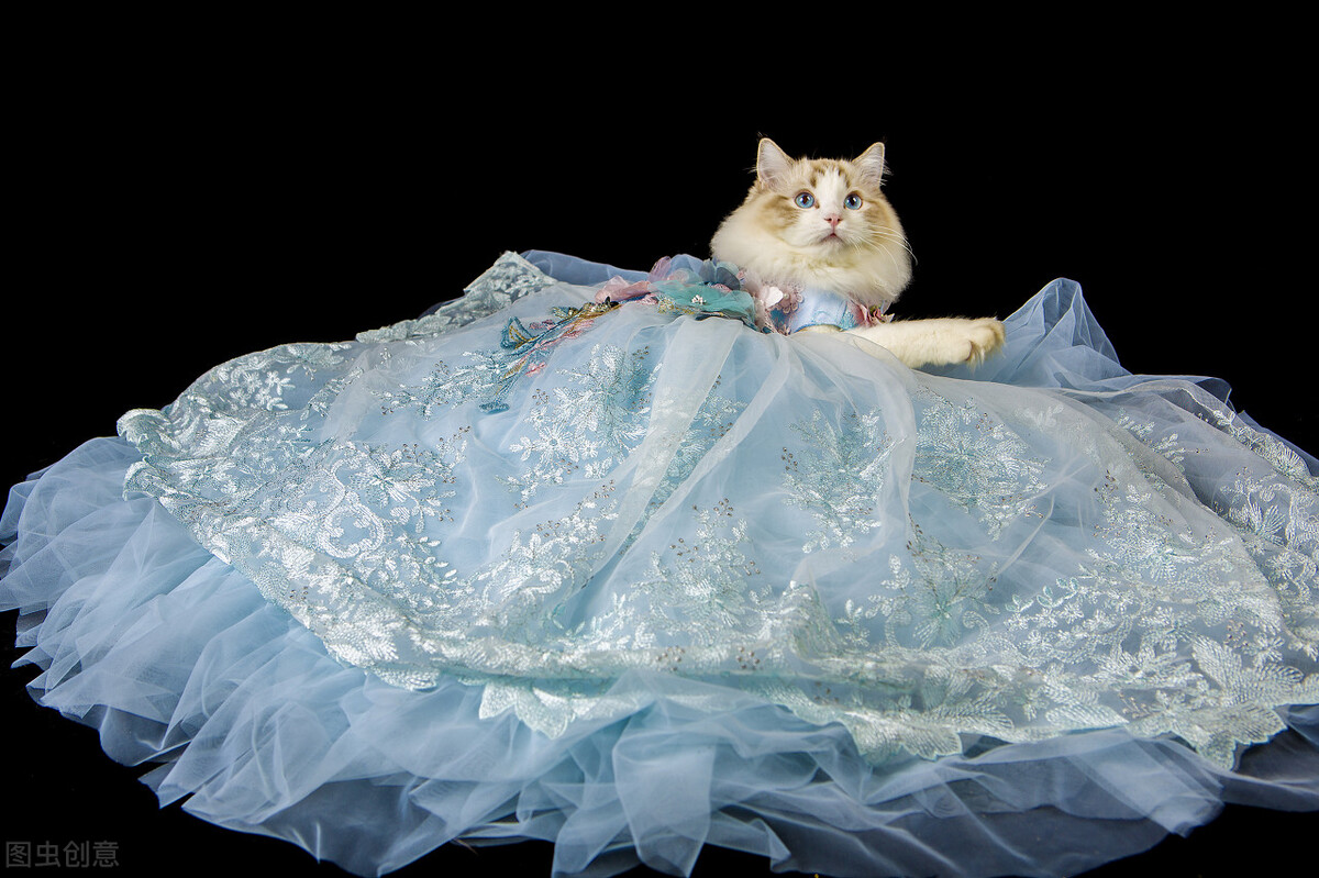 The advantages of puppet cats, I want to buy one after watching - iMedia