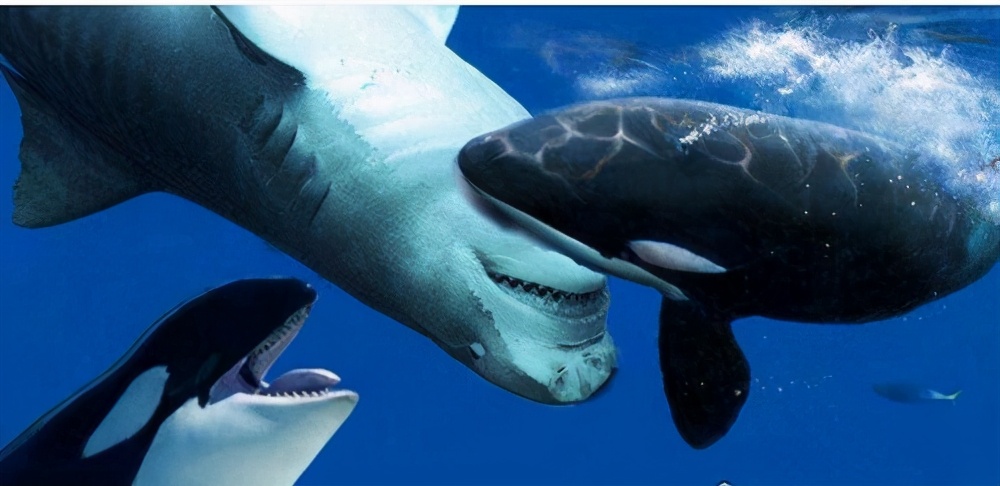 The scariest whale in the world - iMedia