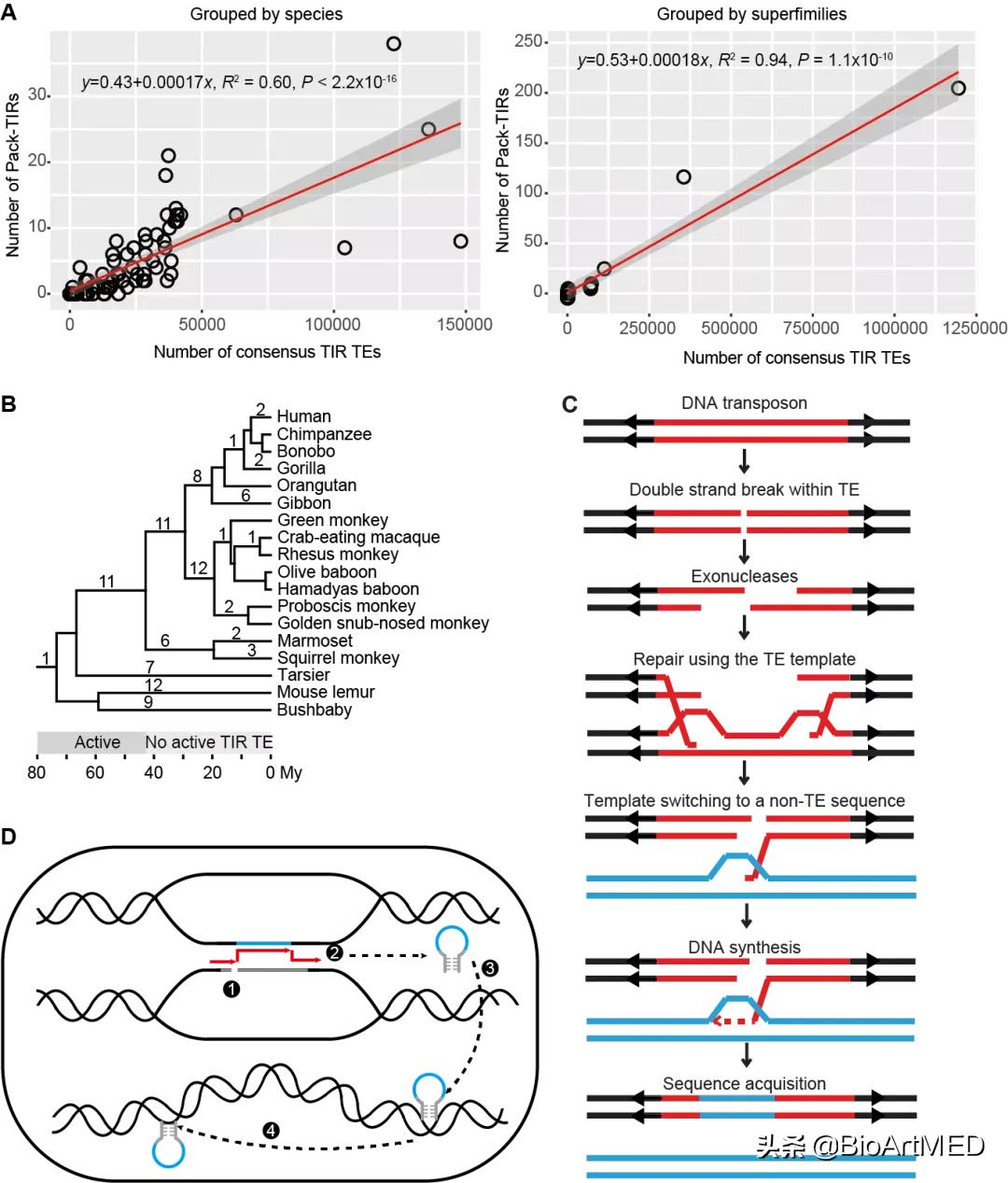 Zhang Yong's research team collaborates to reveal animal transposon ...