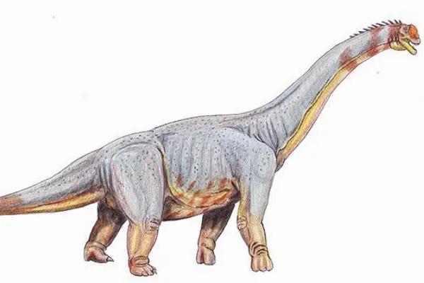 Paraxosaurus: Sauropod Megasaurus dinosaur (20 meters in size / limbs ...
