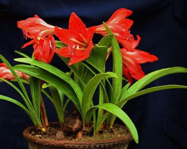 You don't need to buy these 3 kinds of "noble flowers" anymore. Use ...