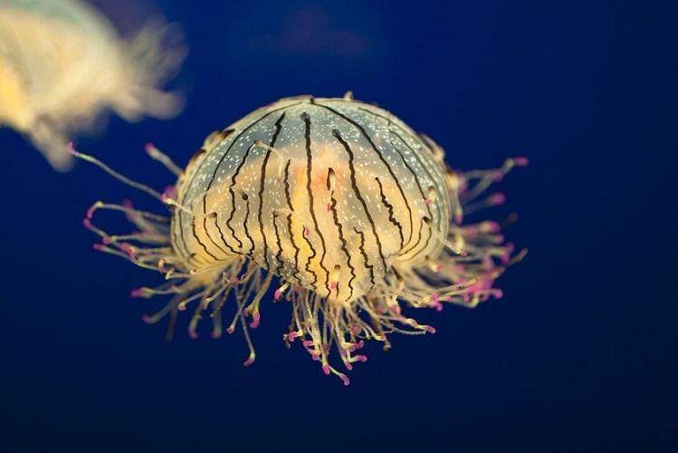A lighthouse jellyfish - iMedia