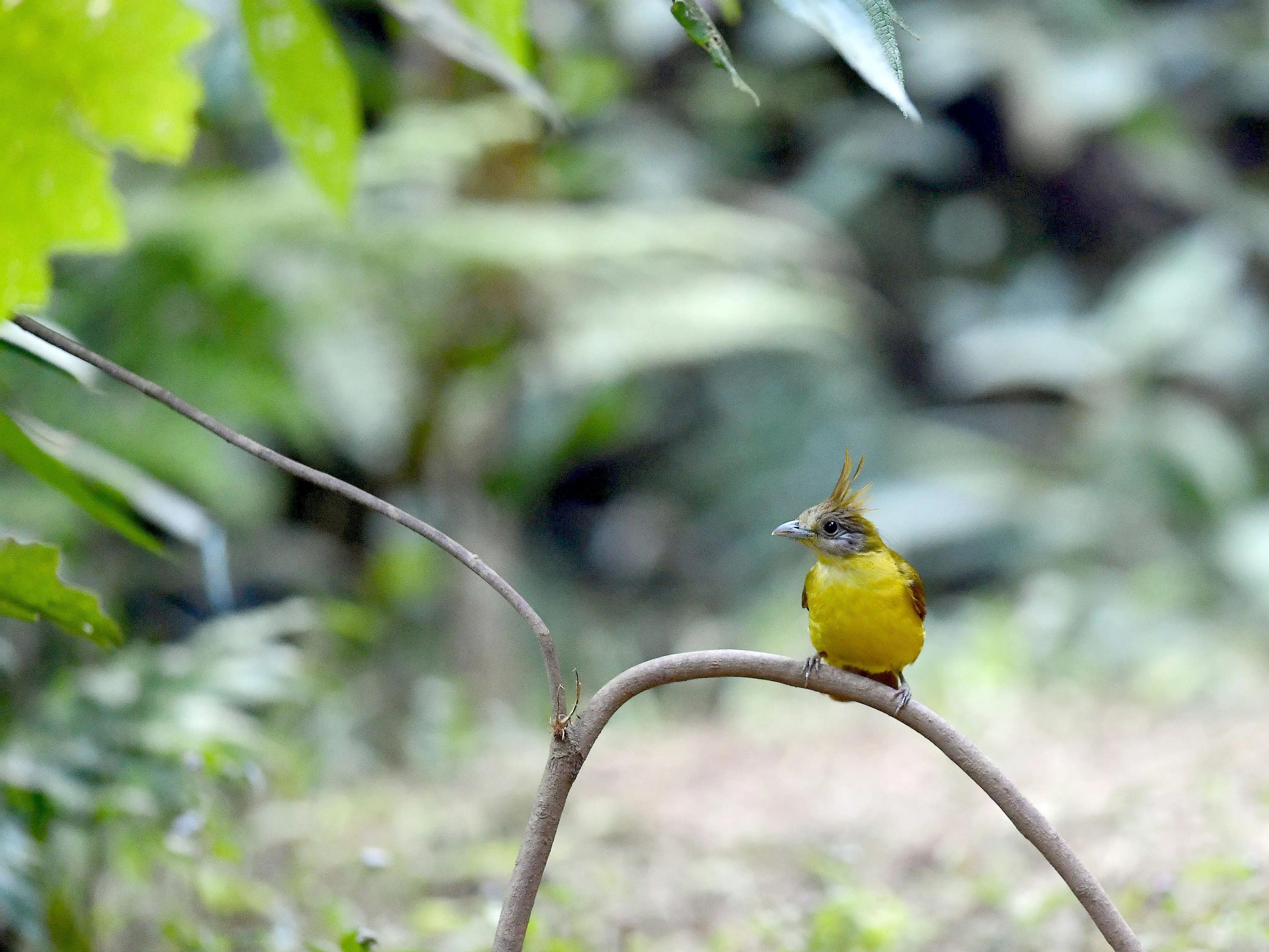 Yellow-bellied Bulbul 0905 - iMedia