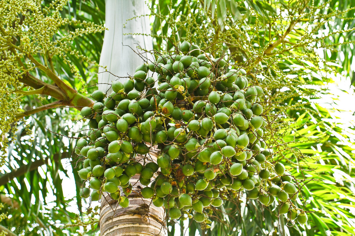 Betel nut is recognized as a drug by Turkey, bringing betel nut into ...