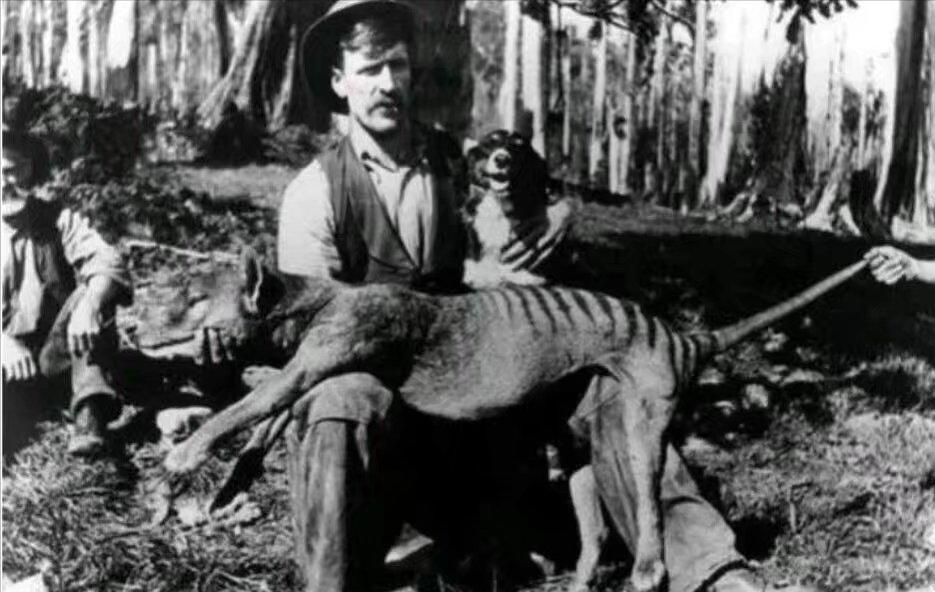 The final images of eight national treasure-level extinct animals, the ...