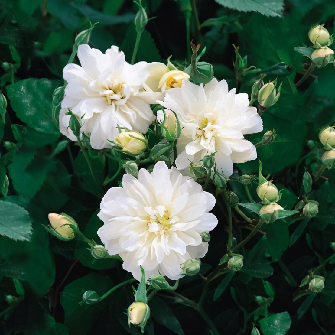 Seven classifications of rose varieties - iMedia