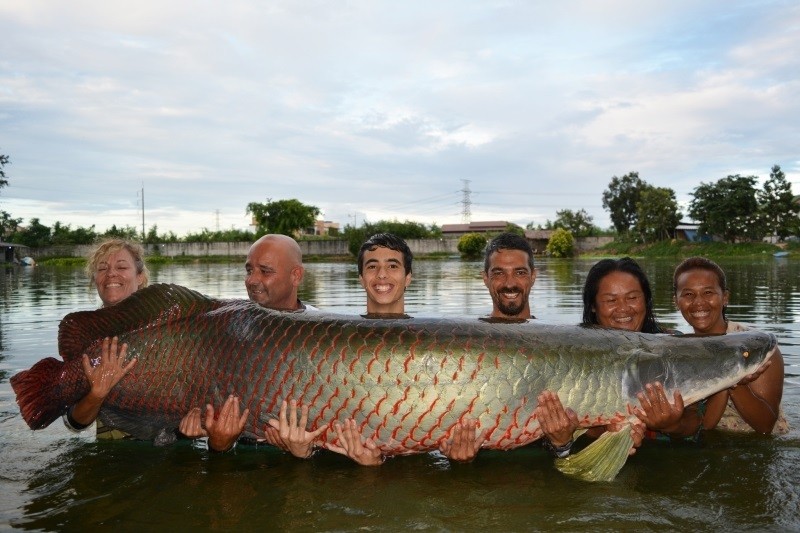 The overlord in the Amazon River feeds on crocodiles and piranhas. How ...