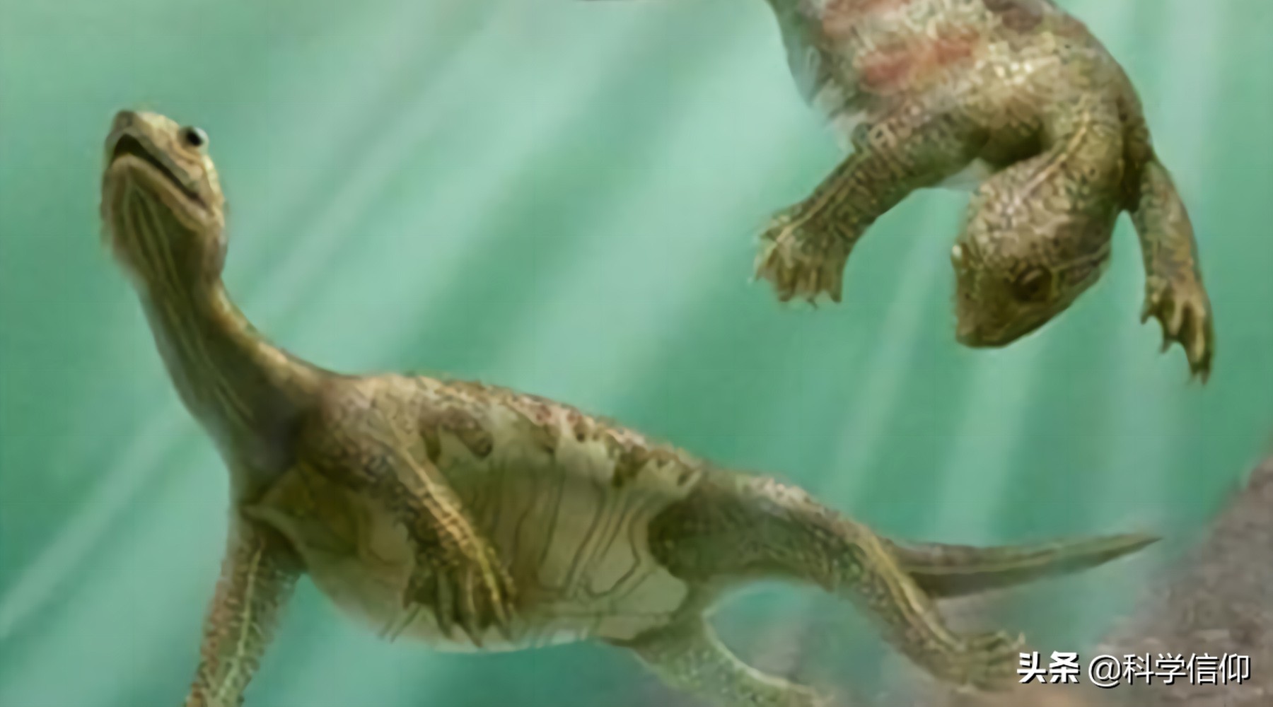 Why can't I determine the ancestor of the tortoise?Did it evolve?The ...