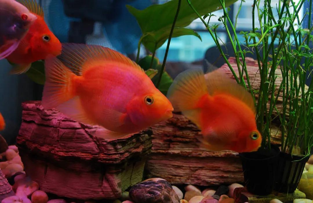 Blood parrot fish-macaw fish-rohan fish, they are all hybrids - iMedia