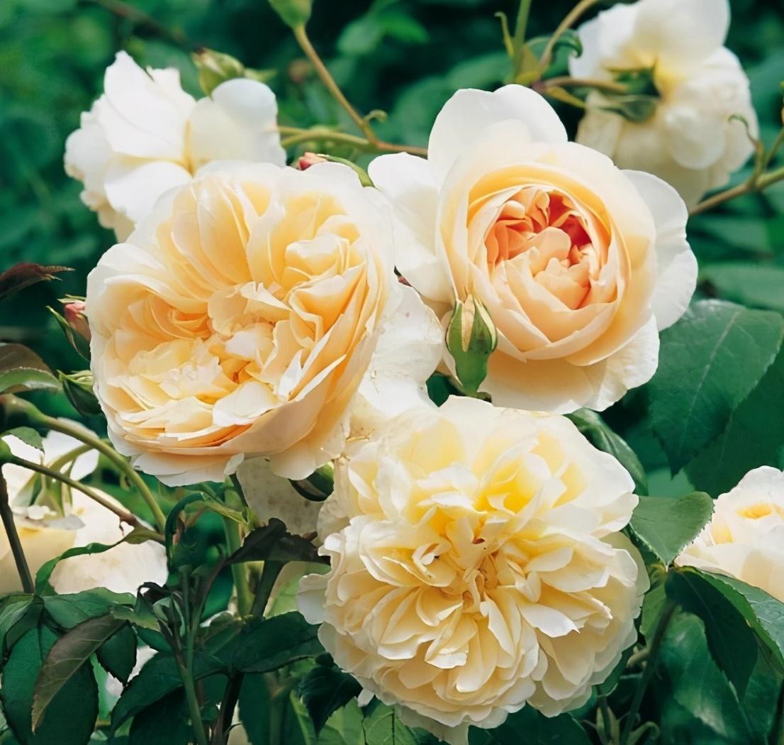 Seven classifications of rose varieties - iMedia
