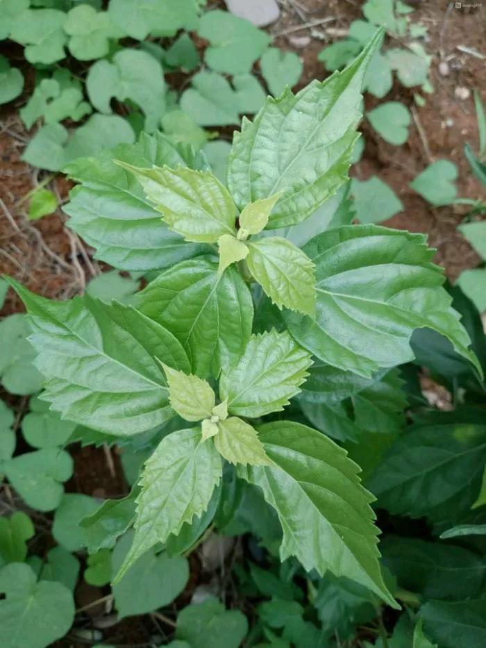 Immortal tofu, mountain food - iMedia