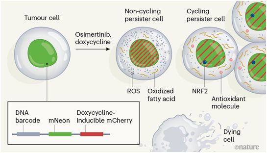 Nature: Significant progress!Reveal the mechanism of circulating ...
