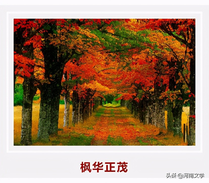 Qin Ling: I don't want to say (Poems·Outside Five Poems) - iMedia