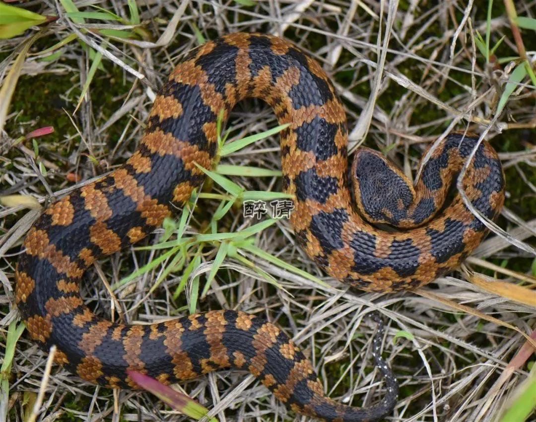 Notation of Yunnan Venomous Snake ~ Vietnamese Soldering Iron Head - iMedia