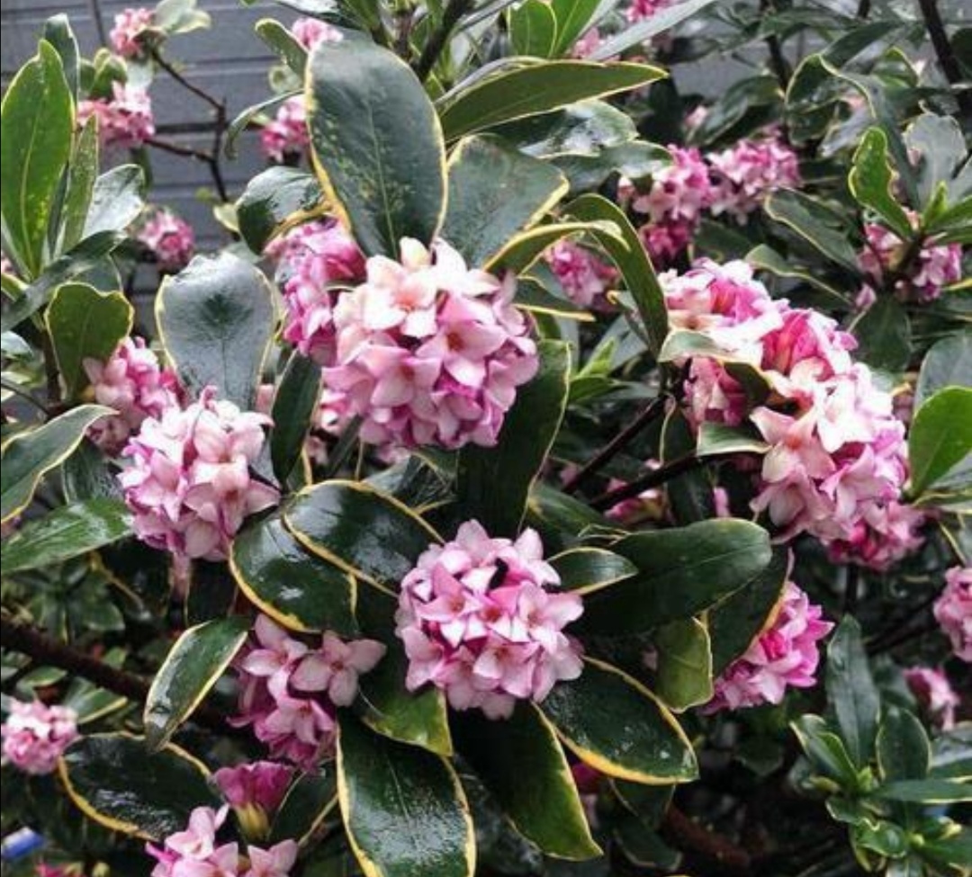 Ruixiang begins to grow flower buds, so it can be maintained in 4 ...