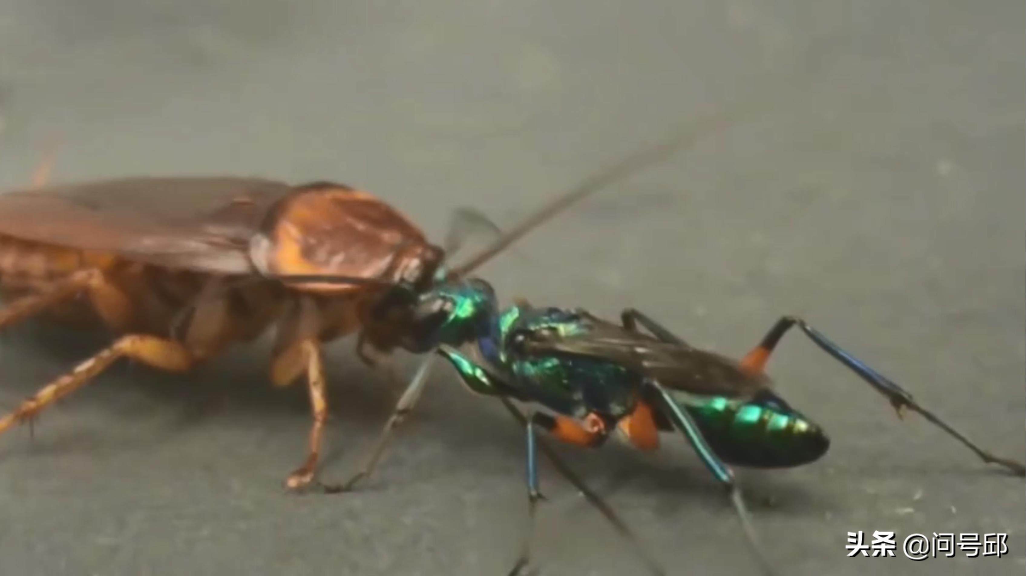 Cockroaches become the queen surrogate of parasitic wasps, and the ...