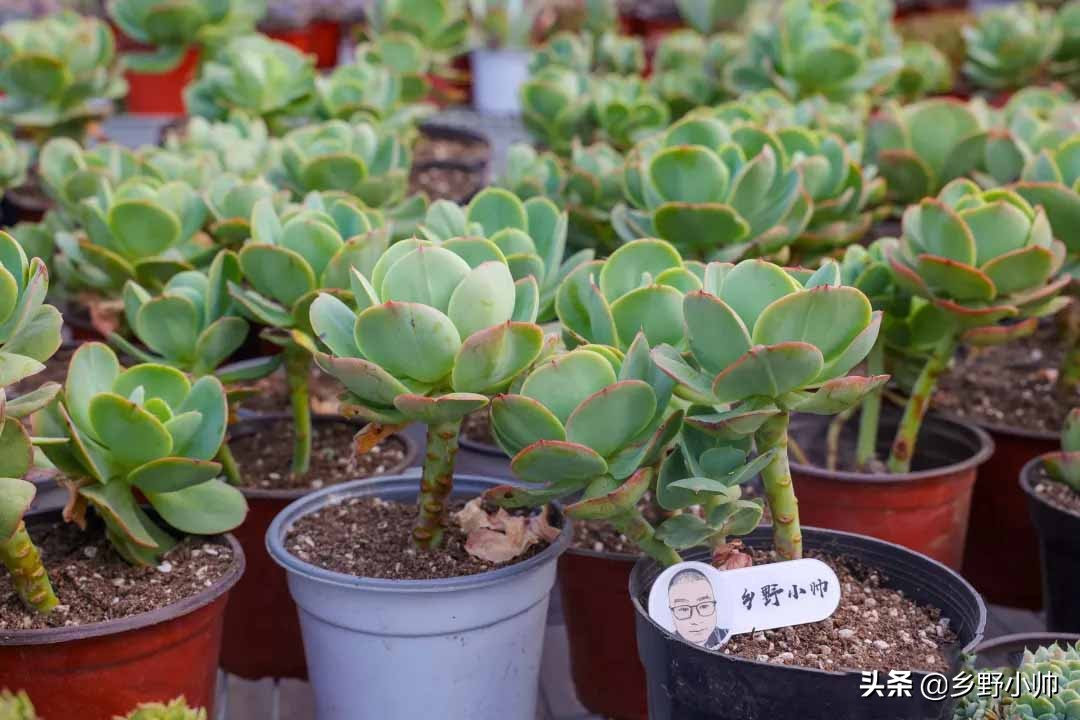 Confirmed the eyes, met the right you, and talked about the succulents ...