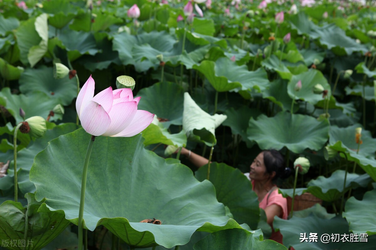 Four poems about plucking lotus with vitality, the lotus seeds are as ...