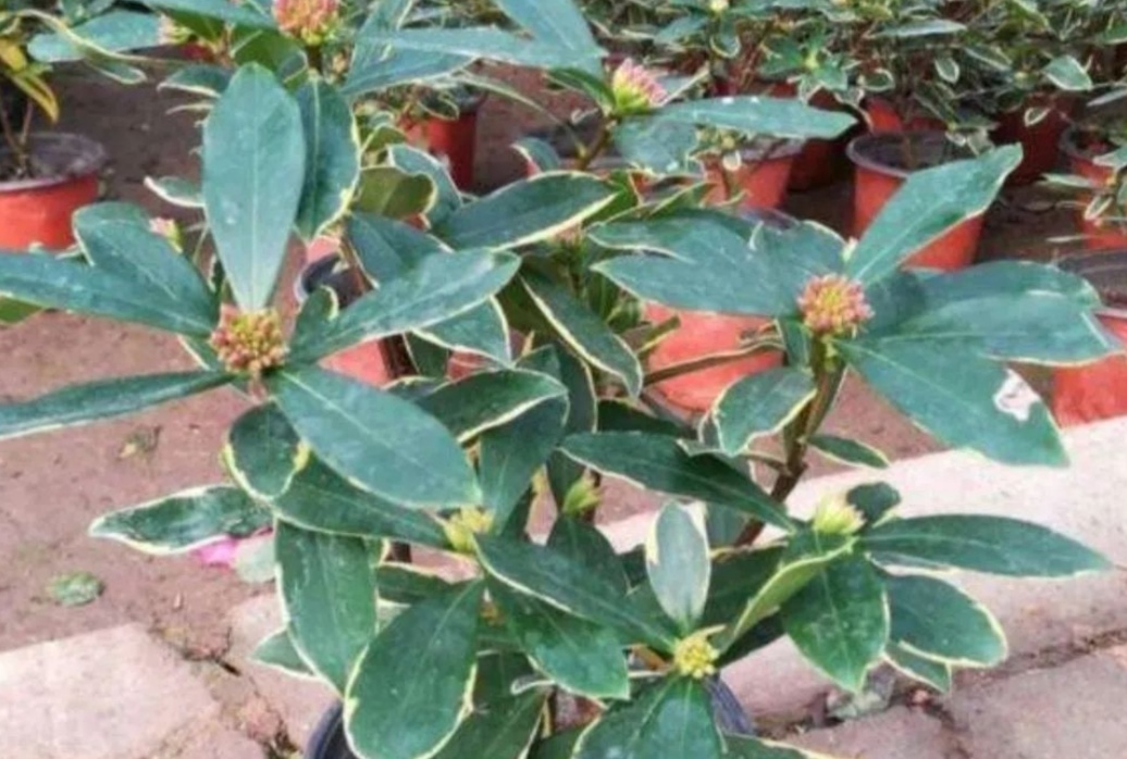 Ruixiang begins to grow flower buds, so it can be maintained in 4 ...