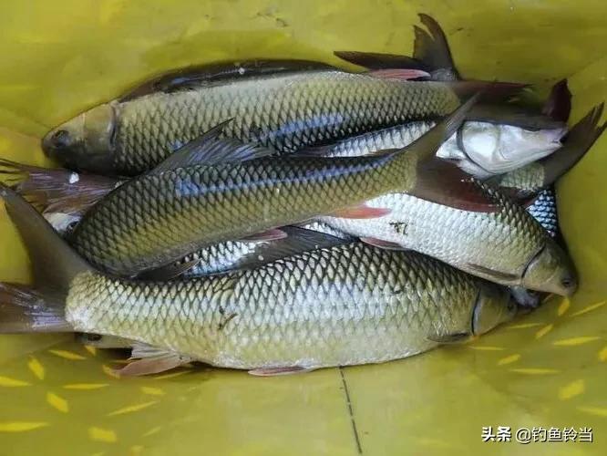 This is the most successful invasive fish. It has dominated Fang Fang ...