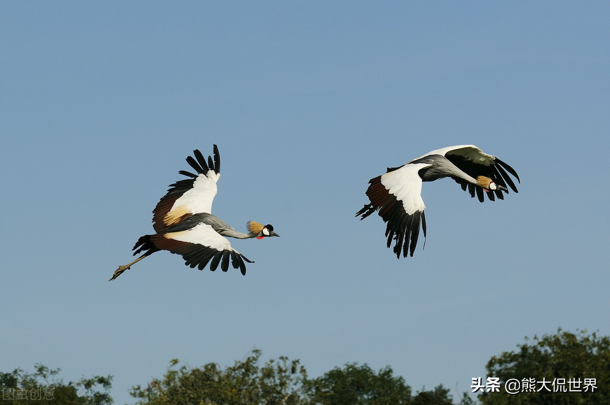 Why does Crane stand on one foot and sleep? - iMedia