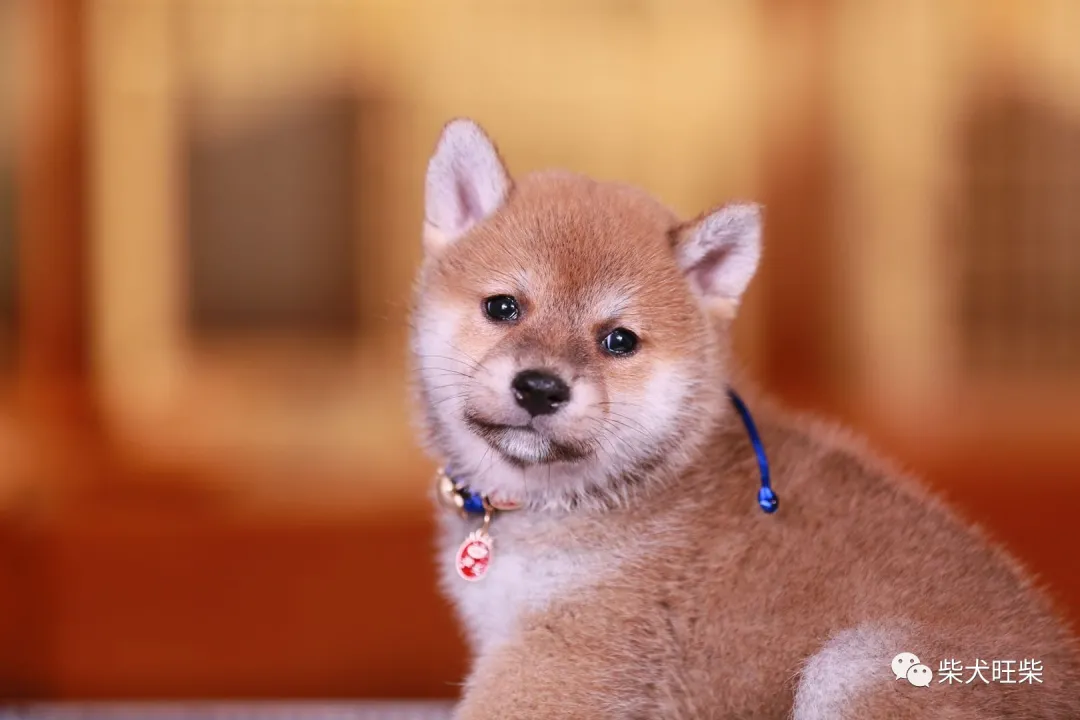 How to make Shiba Inu not afraid of cutting nails? - iMedia