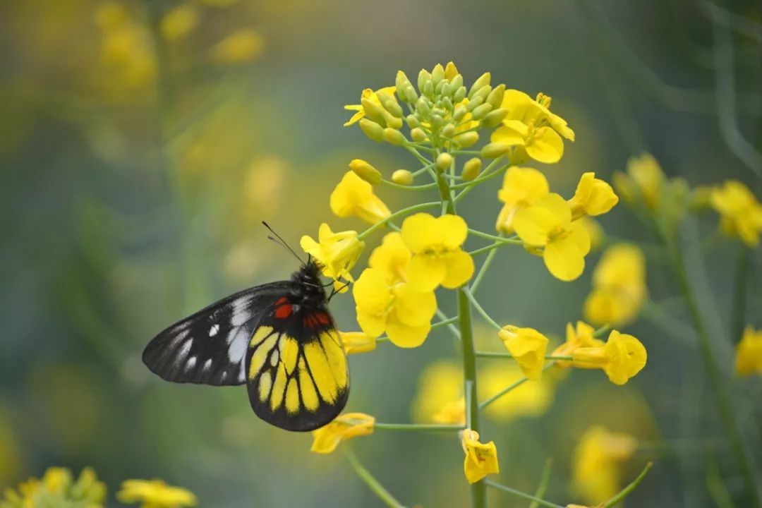 This is Lintou Town! - iMedia