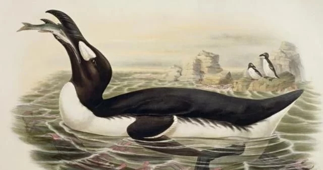 Arctic great auks are more like penguins than penguins. Why do they ...