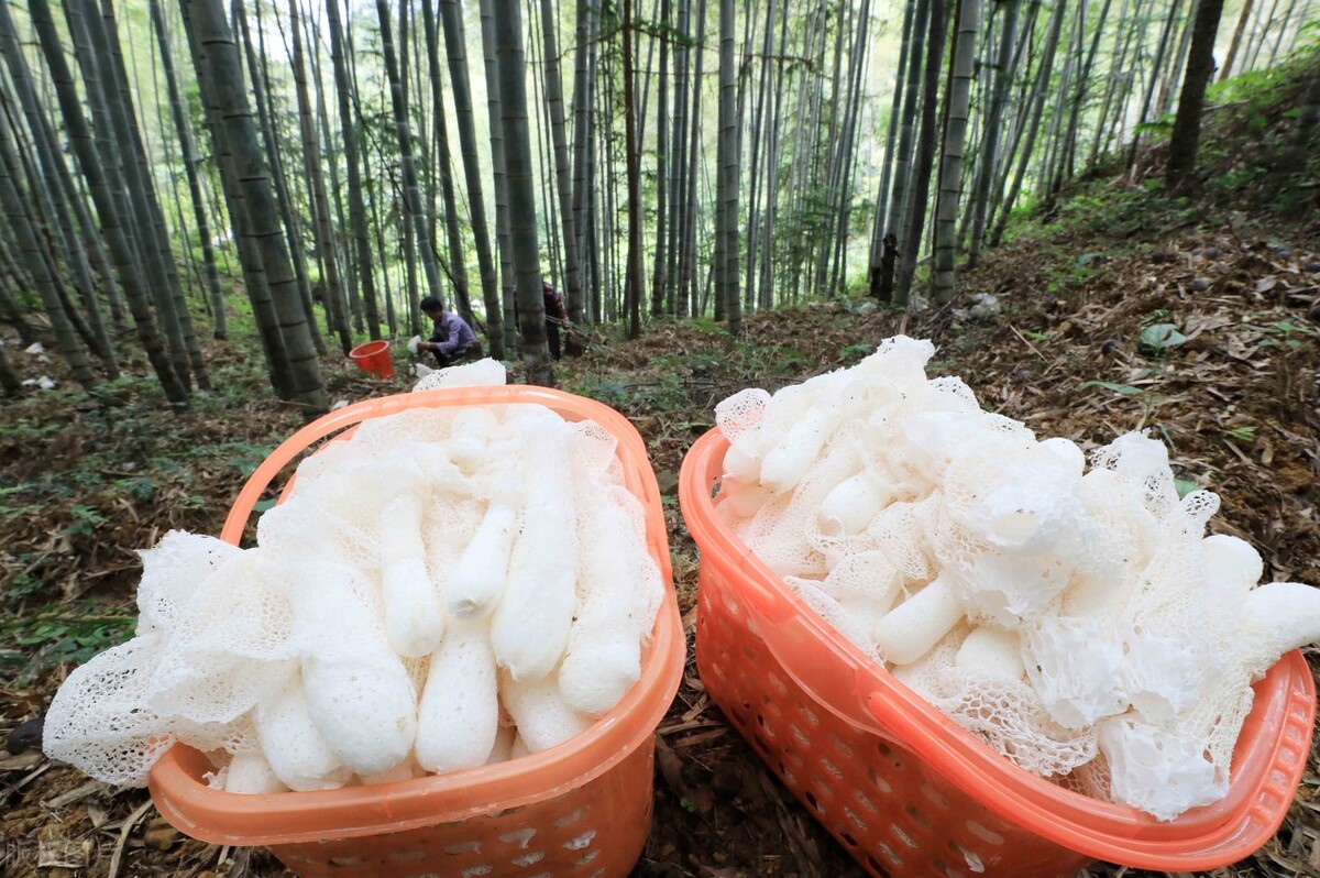 How to soak bamboo fungus?How to eat bamboo fungus - iMedia