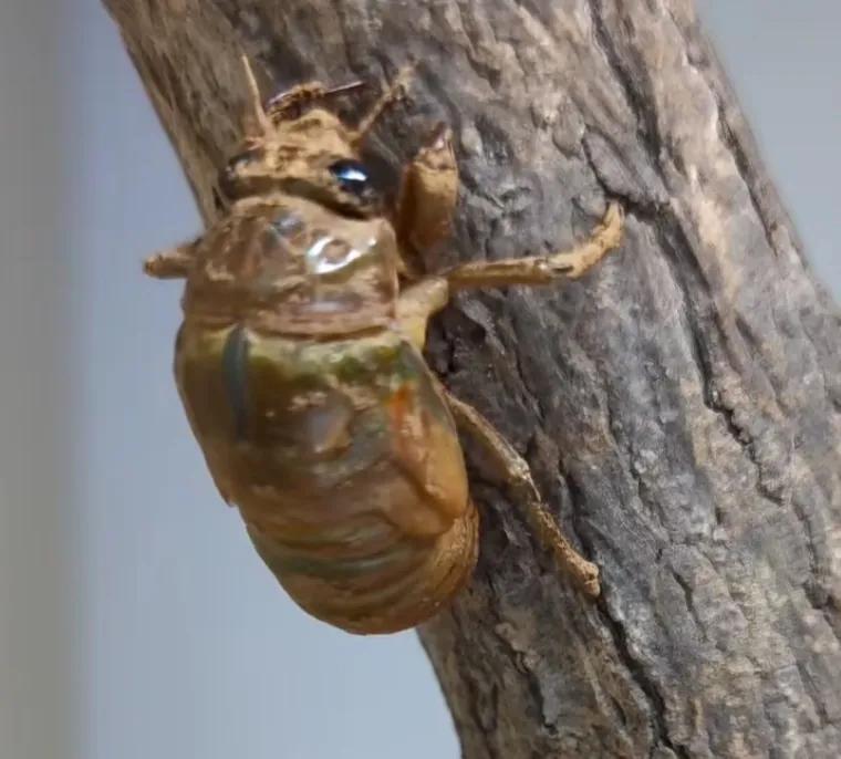 Have you ever seen "Escape the Golden Cicada"?Open your eyes - iMedia