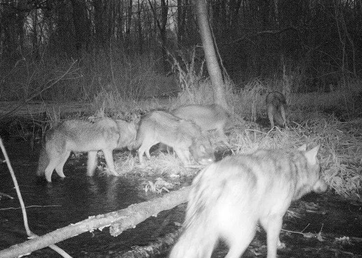 The battle between lynx and wolves: a trick that makes the wolves ...