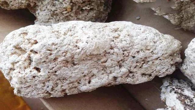 The "Ambergris" of the sperm whale is worth as much as gold. Today is a ...