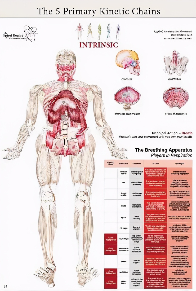 The five major action chain systems of the human body - iMedia