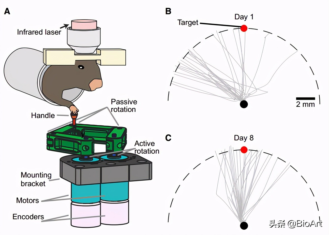 The state transition of the neural circuit behind the proficient ...