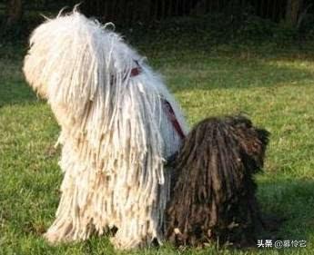 Do you know the difference between the two "mop" dogs - iMedia