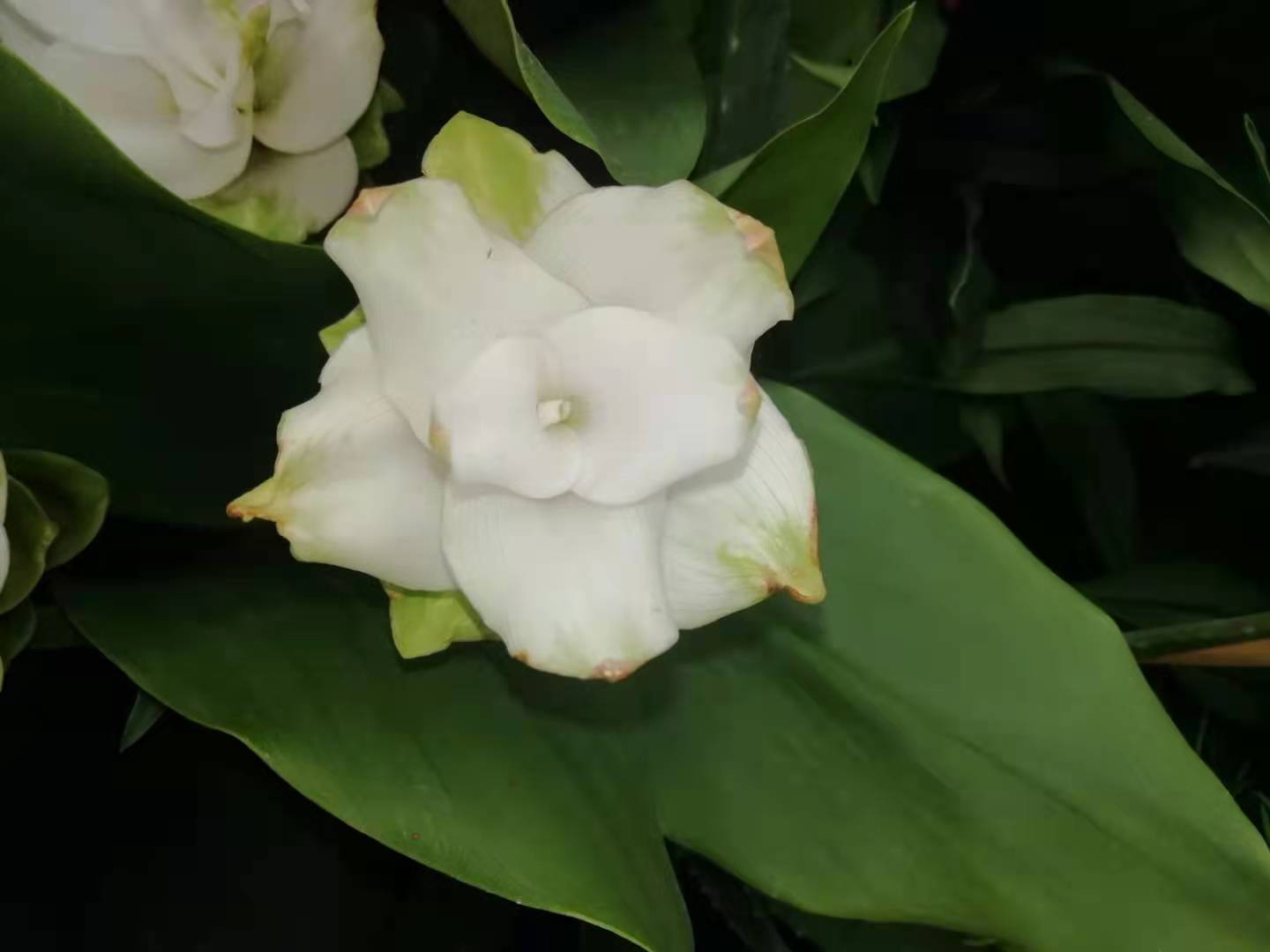 The flowers are amazing, the medicinal effects are amazing, and the ...