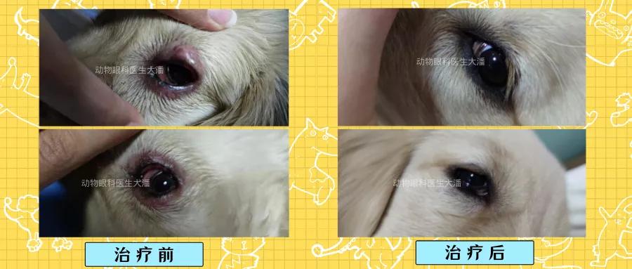 rare!Treatment of red and swollen eyes and meibomitis in golden ...