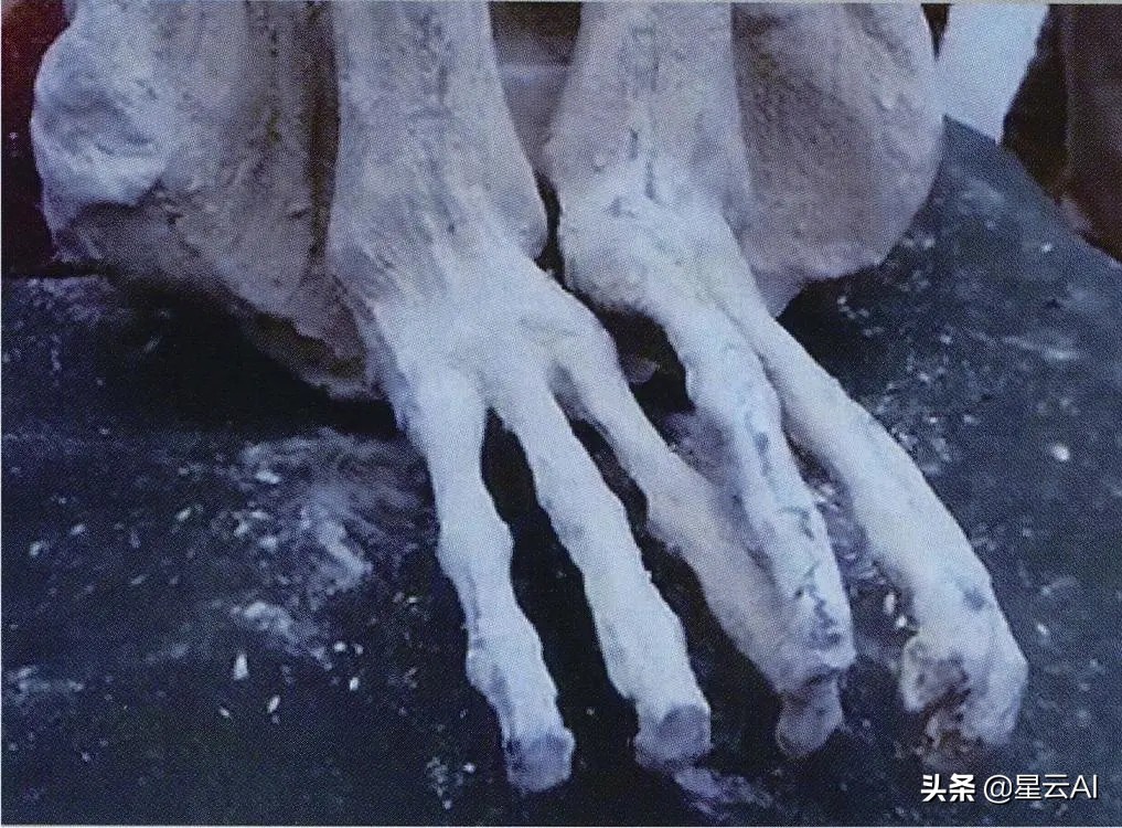 Nazca alien mummy, an amphibian with three fingers and toes - iMedia