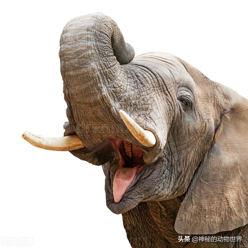 The biggest chewing teeth of an elephant can weigh up to 4 kilograms ...