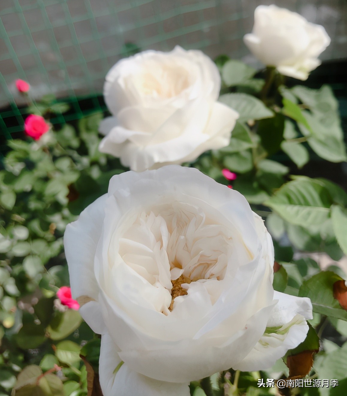 A large collection of 9 white rose varieties. Who is the top 1 in ...
