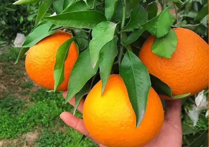 Ehime Jelly Orange that can be drunk directly, the flesh is full ...